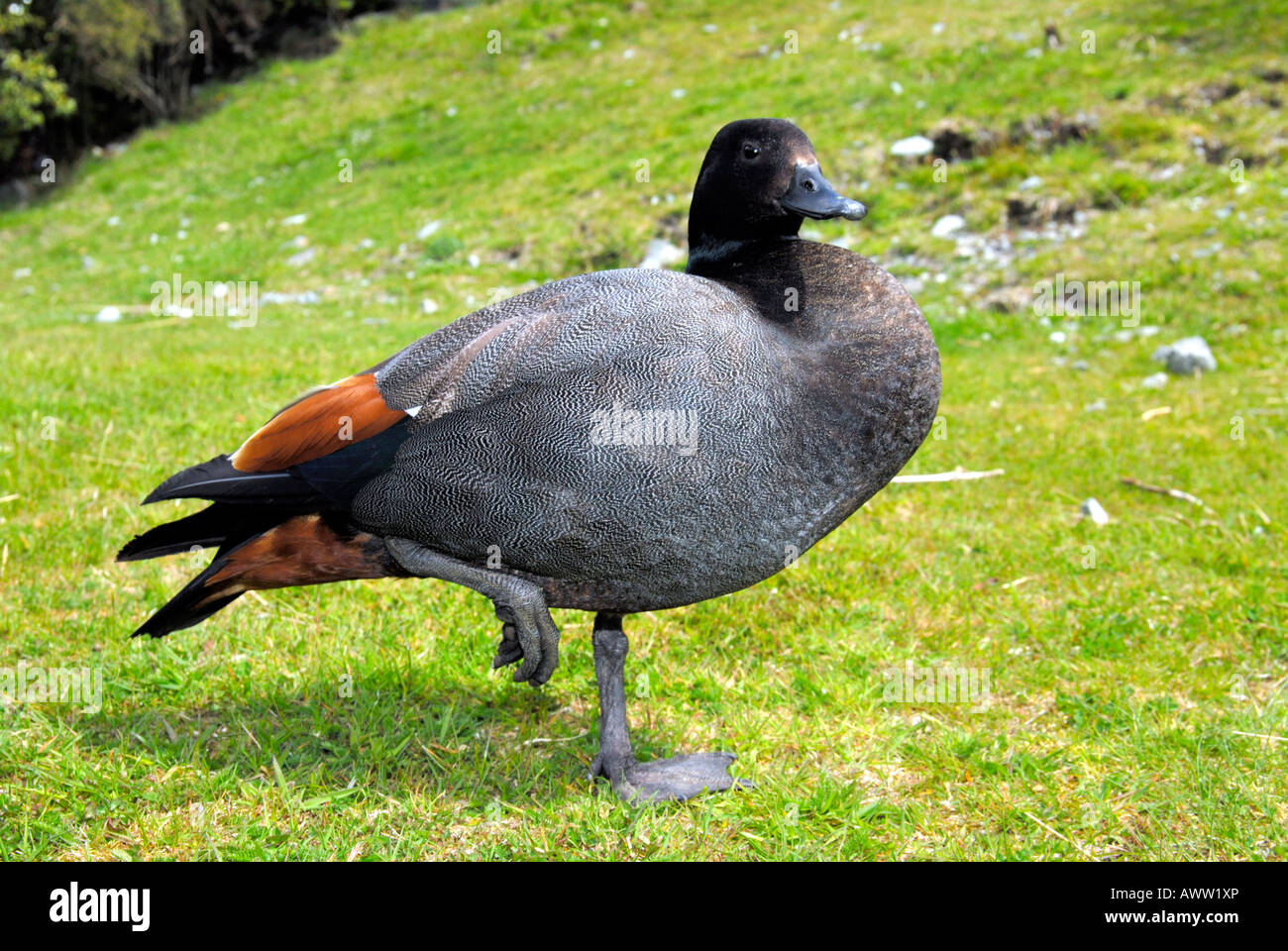Paradise Shelduck / Putangitangi / Tadorna variegata. South Island. New ...