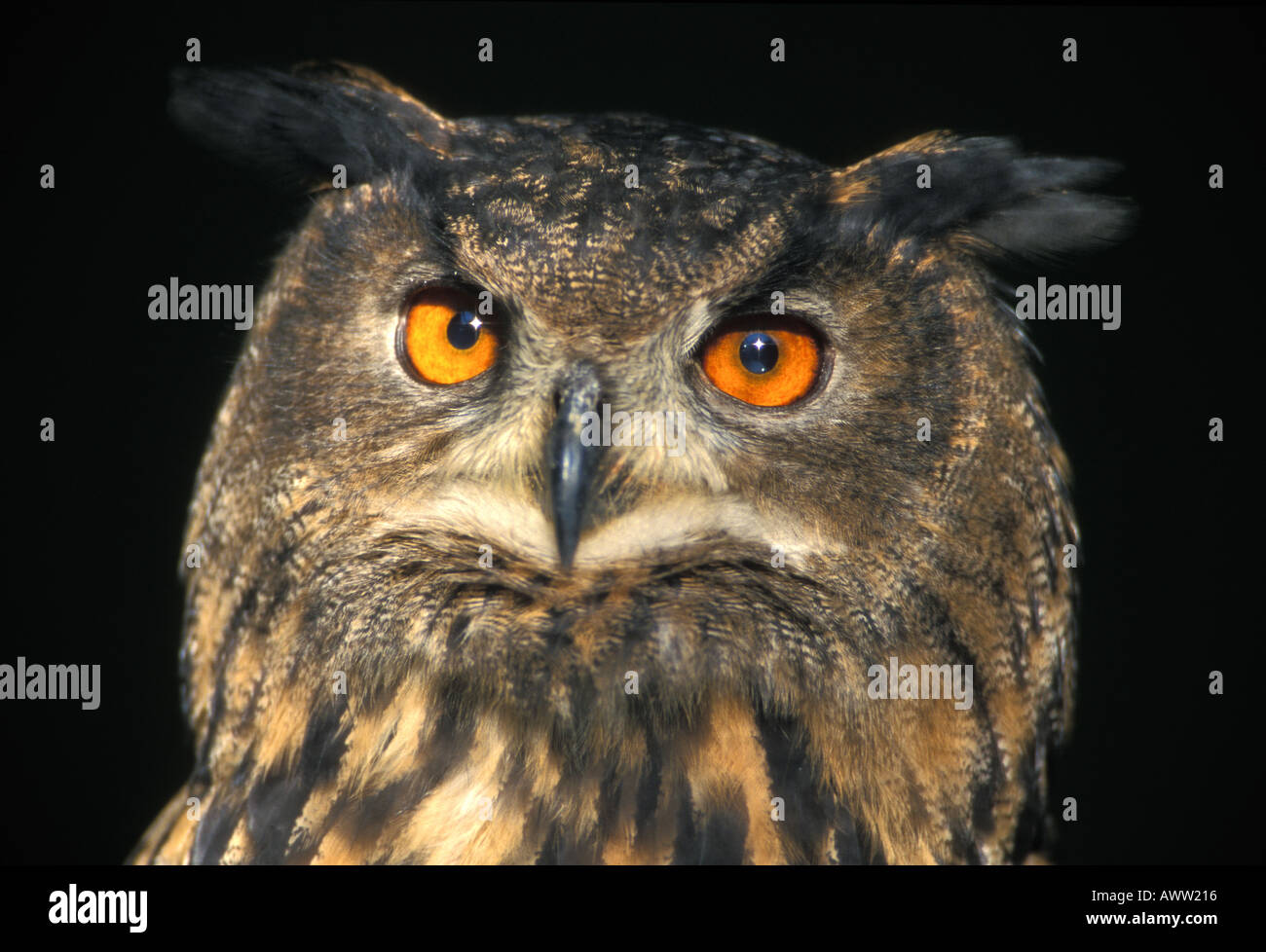 Bubu hi-res stock photography and images - Alamy