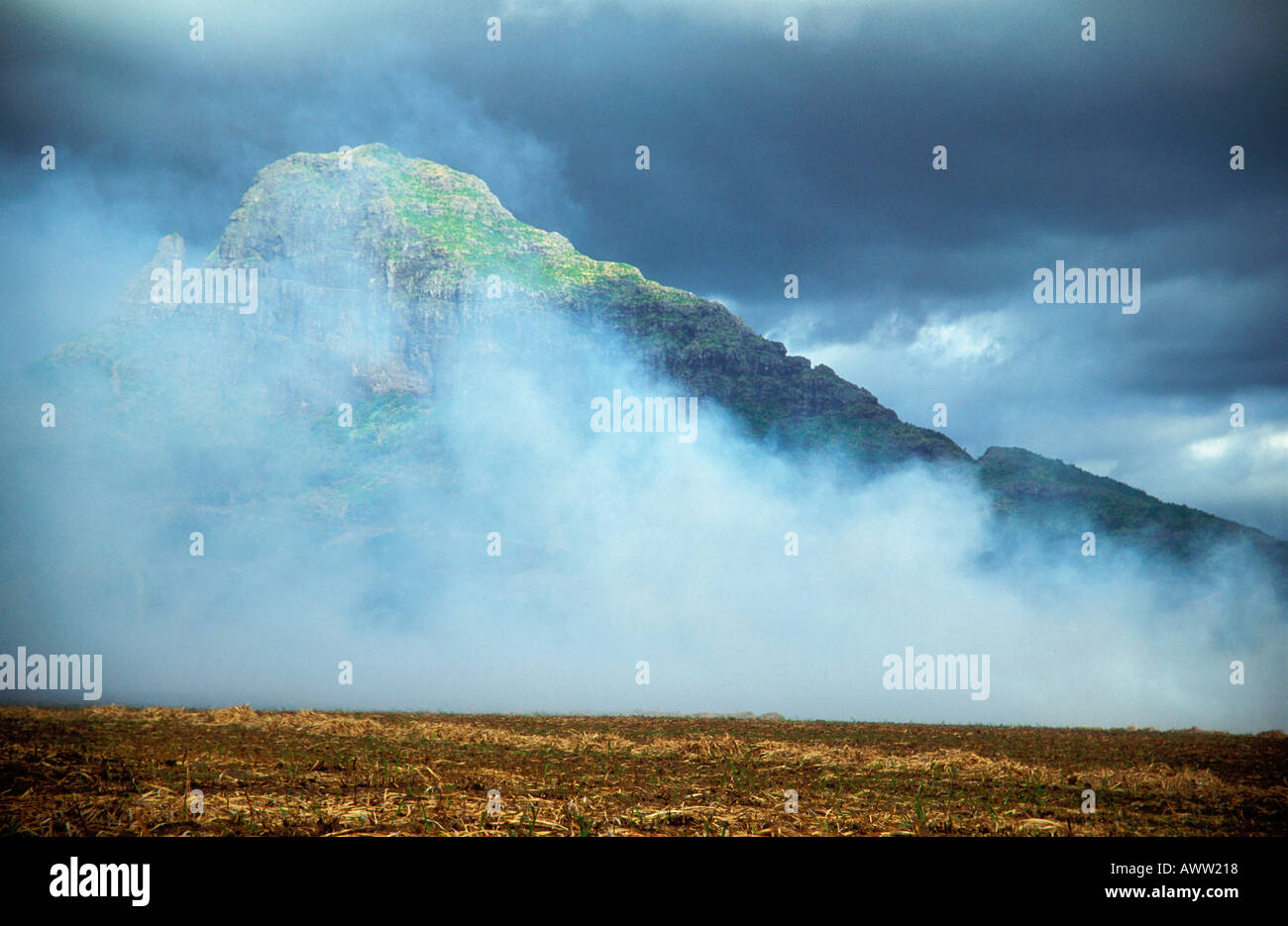 Burning Field of Sugar Cane Mauritius Stock Photo - Alamy