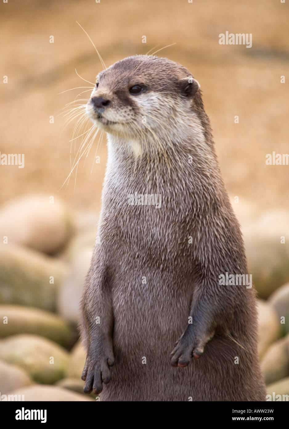 Otter uk hi-res stock photography and images - Alamy