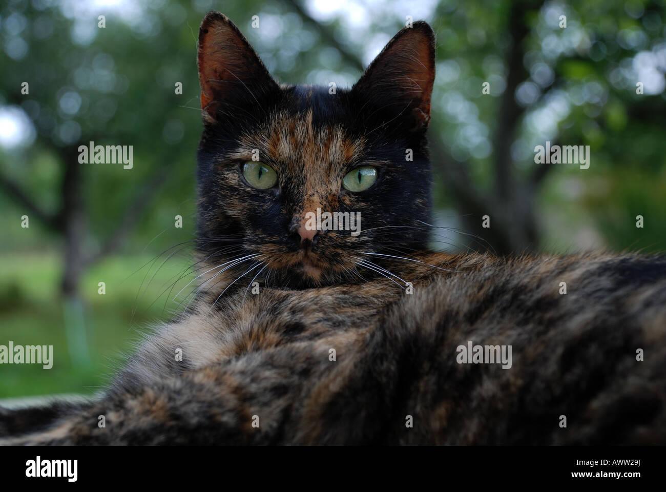 Cat looking and posing Stock Photo - Alamy