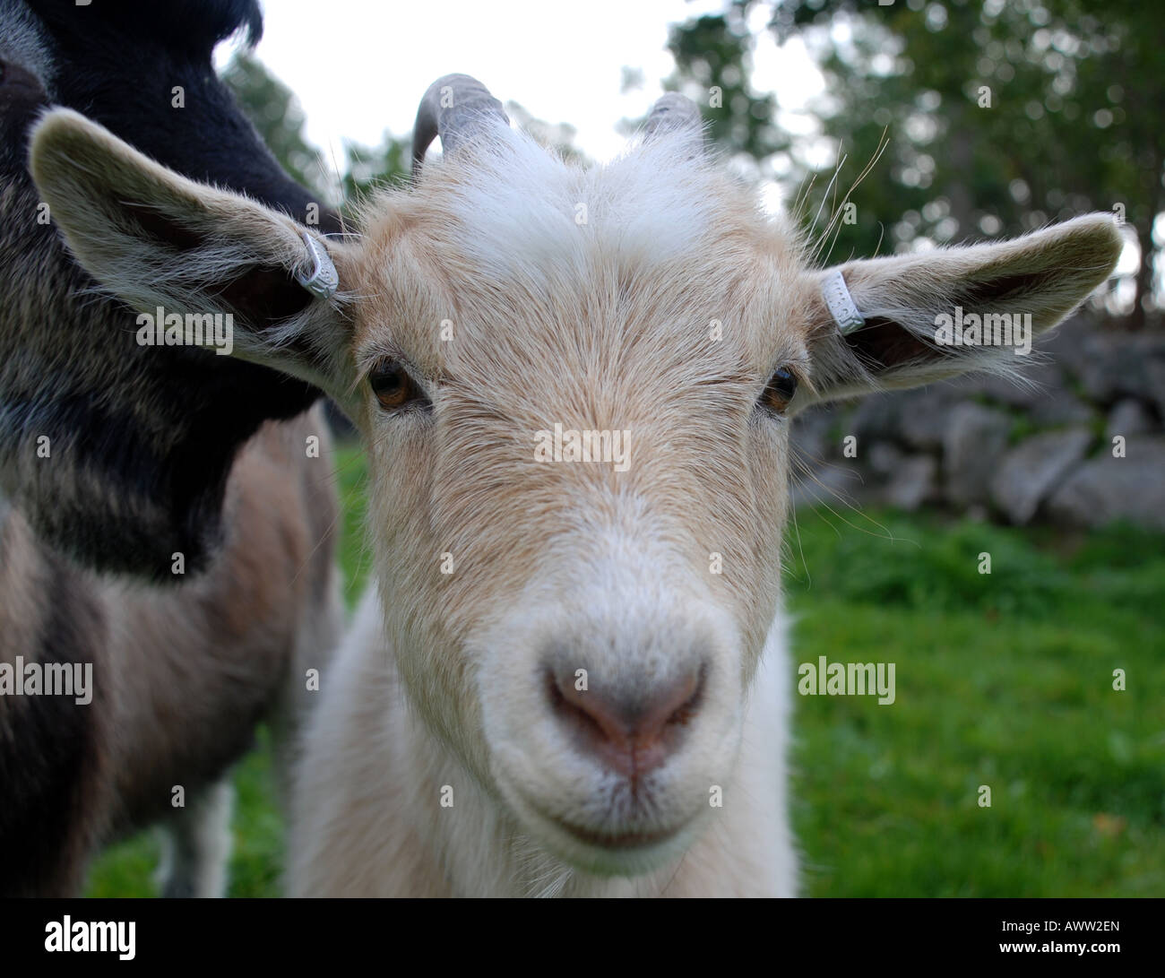 goat looking into the camera Stock Photo - Alamy