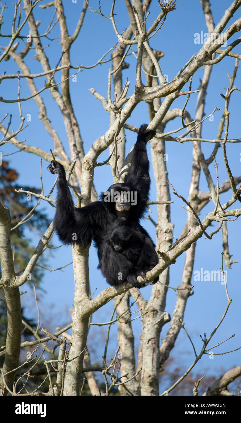 Siamang (Symphalangus syndactylus Stock Photo - Alamy