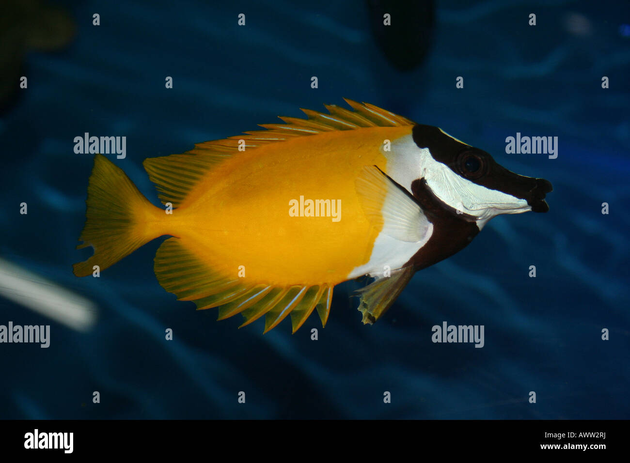 Chaetodon, the exotic tropical fish Stock Photo - Alamy