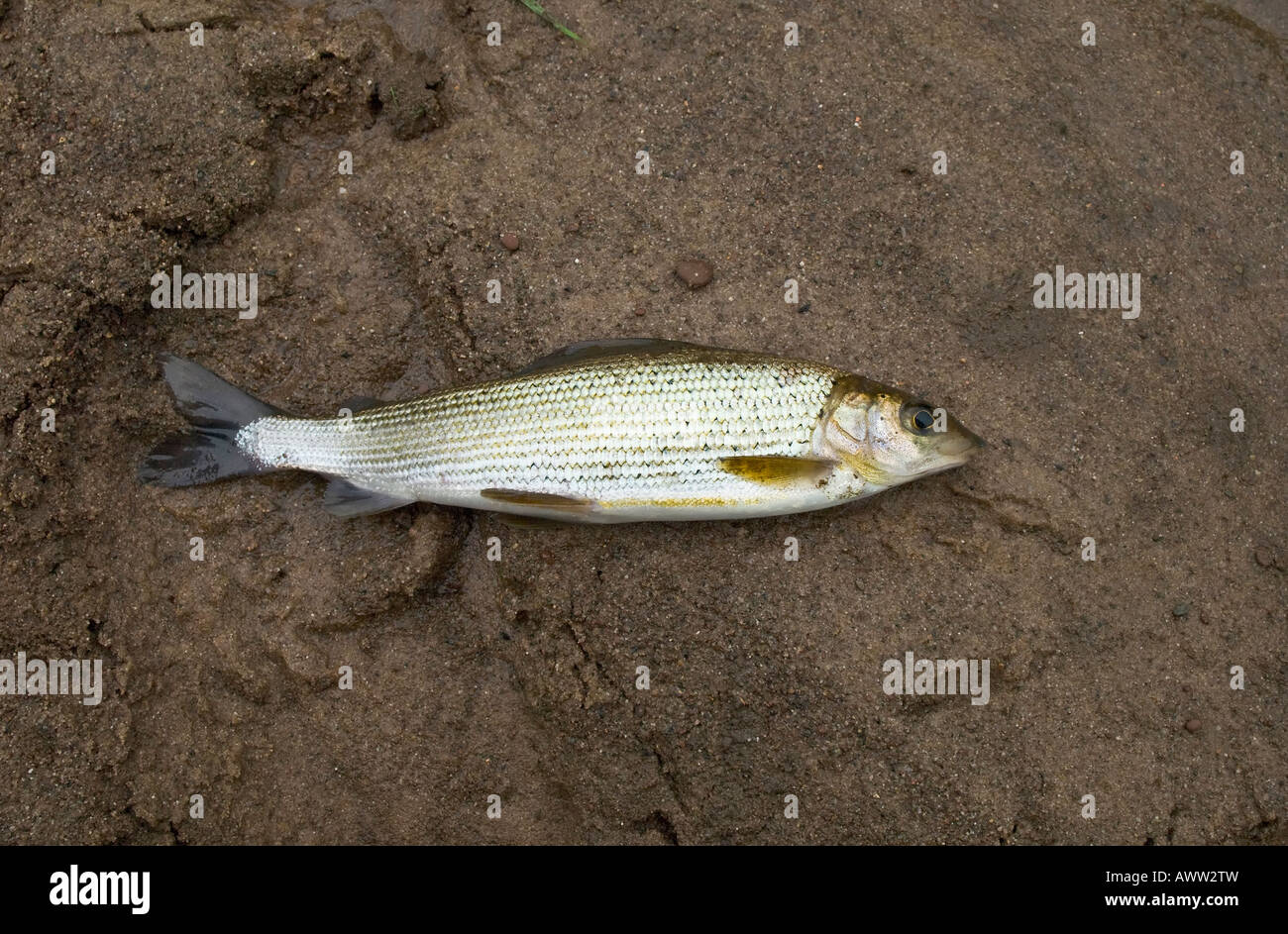 Grayling Thymallus thymallus Stock Photo - Alamy