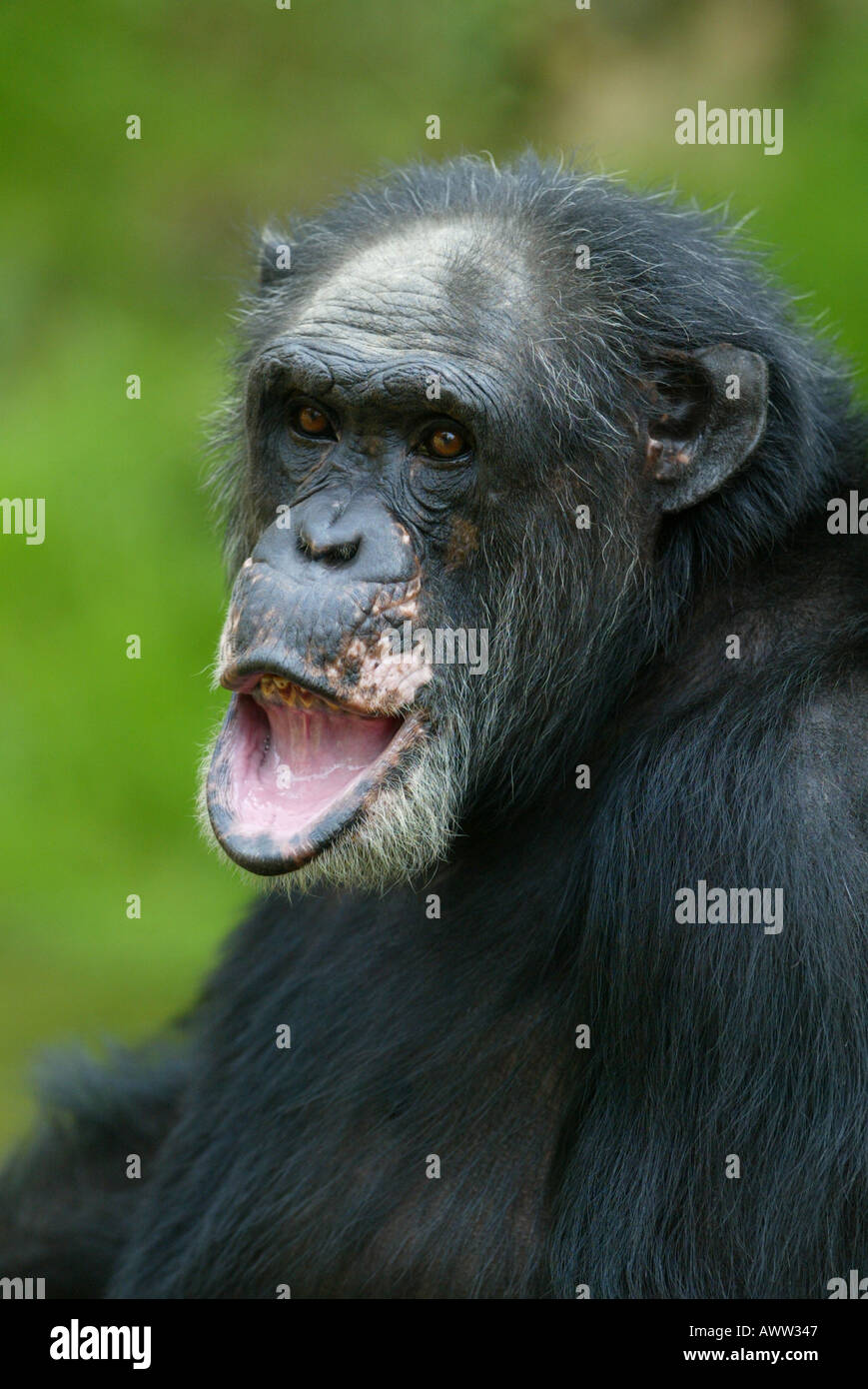 Chimpanzee profile hi-res stock photography and images - Alamy