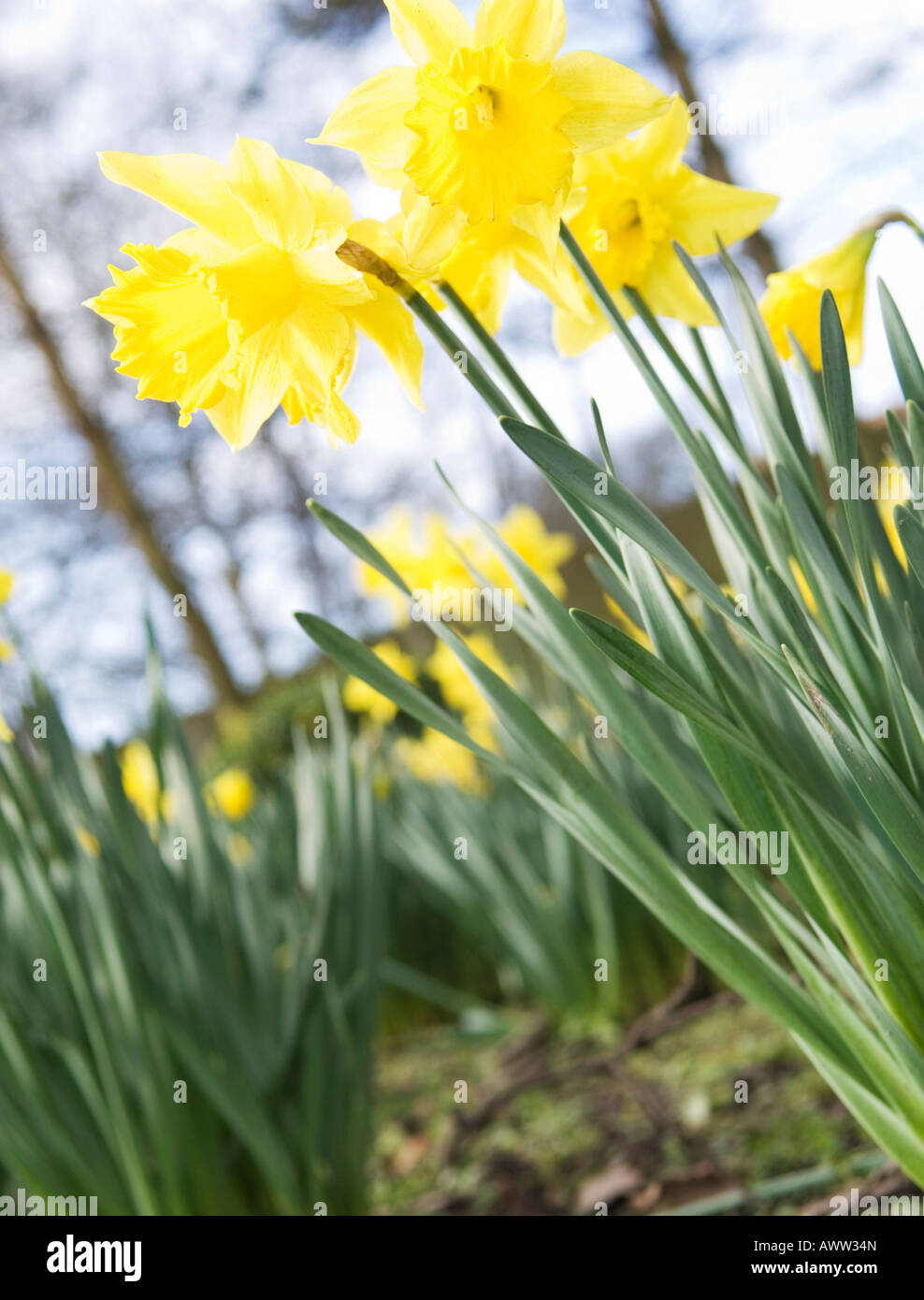 Blooming daffodils in spring sunshine Stock Photo - Alamy