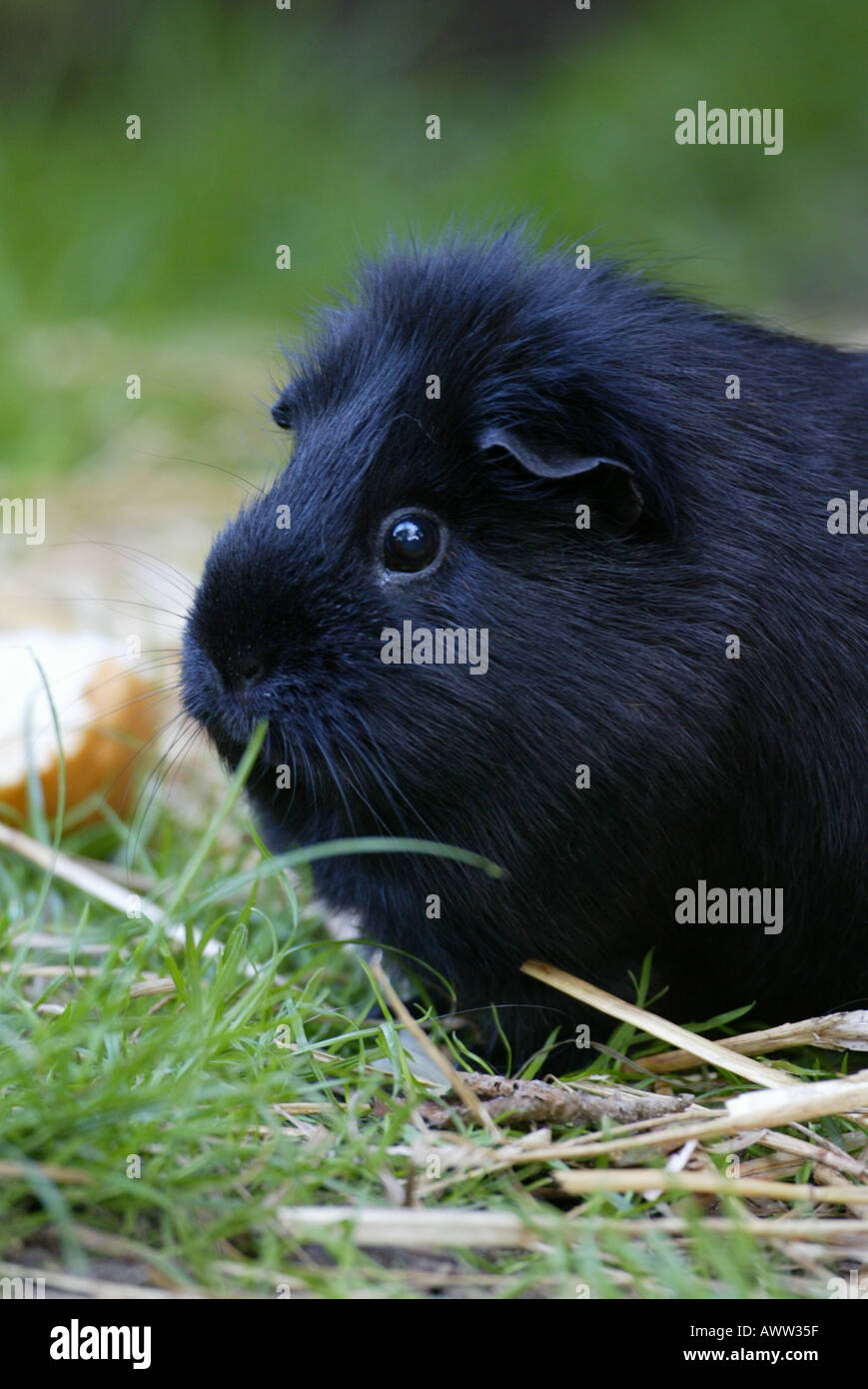 Guinea pig black hi-res stock photography and images - Alamy