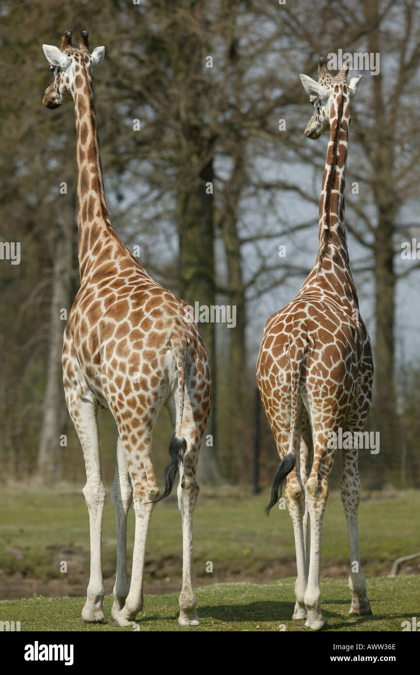 Animal backside hi-res stock photography and images - Alamy