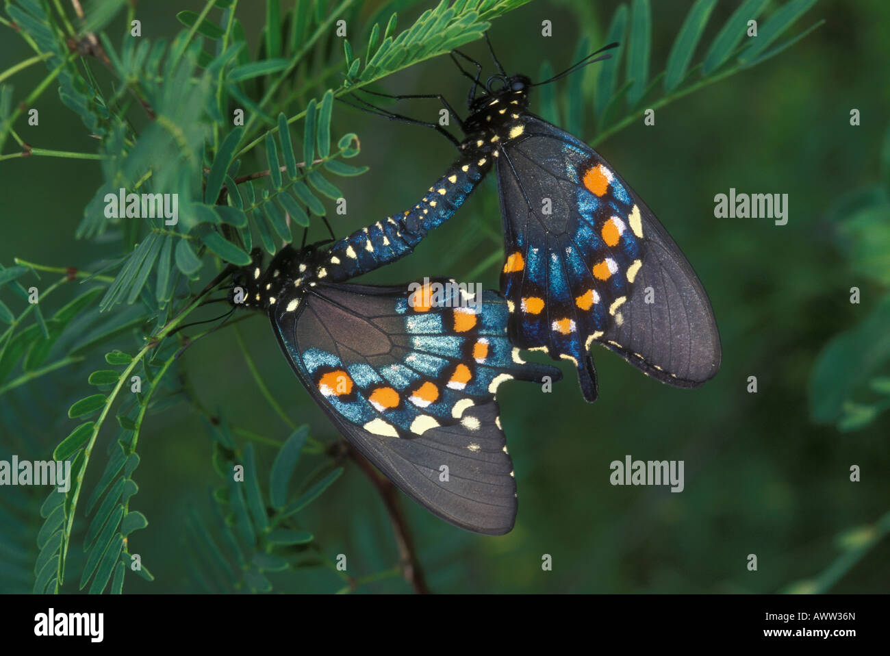 Mating pipevine swallowtail butterflies hi-res stock photography and ...