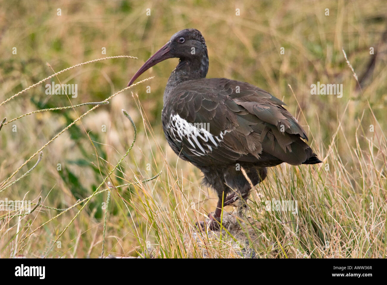 Wattled Ibis (Bostrychia carunculata) endemic to Ethiopia, Bale ...