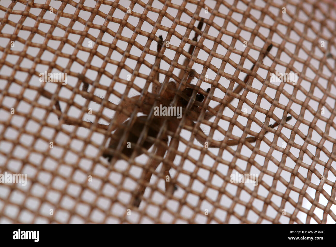 Spider crawling underneath mesh Stock Photo - Alamy
