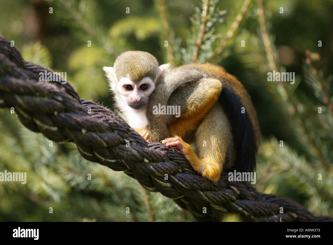 Red monkey hi-res stock photography and images - Alamy