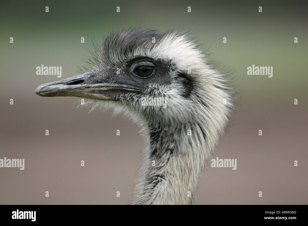 Rhea zoo hi-res stock photography and images - Alamy