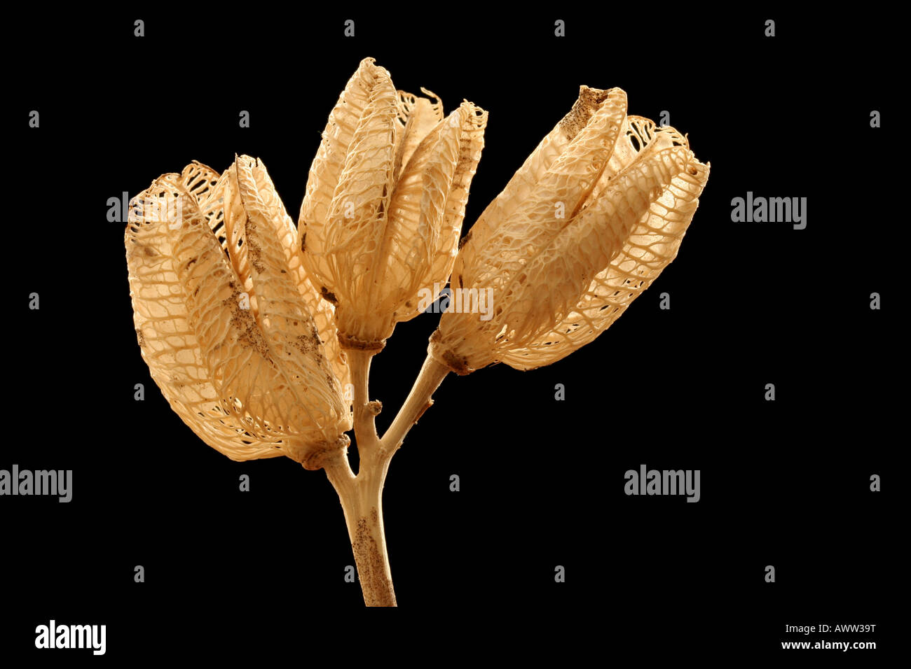 Hosta seed pod hi-res stock photography and images - Alamy