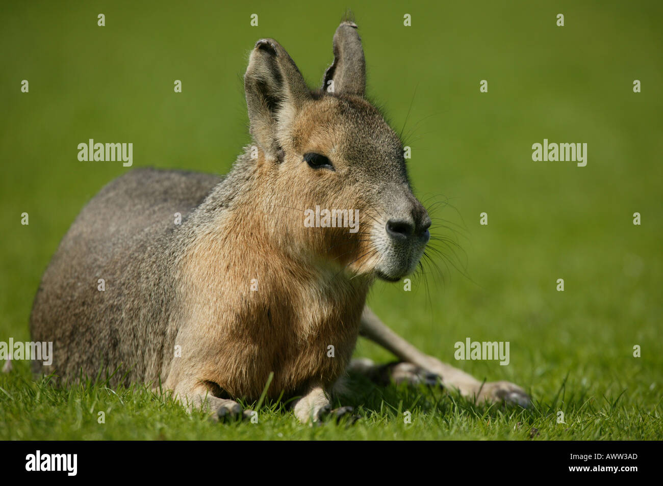Mara - Dolichotis patagonum Stock Photo - Alamy