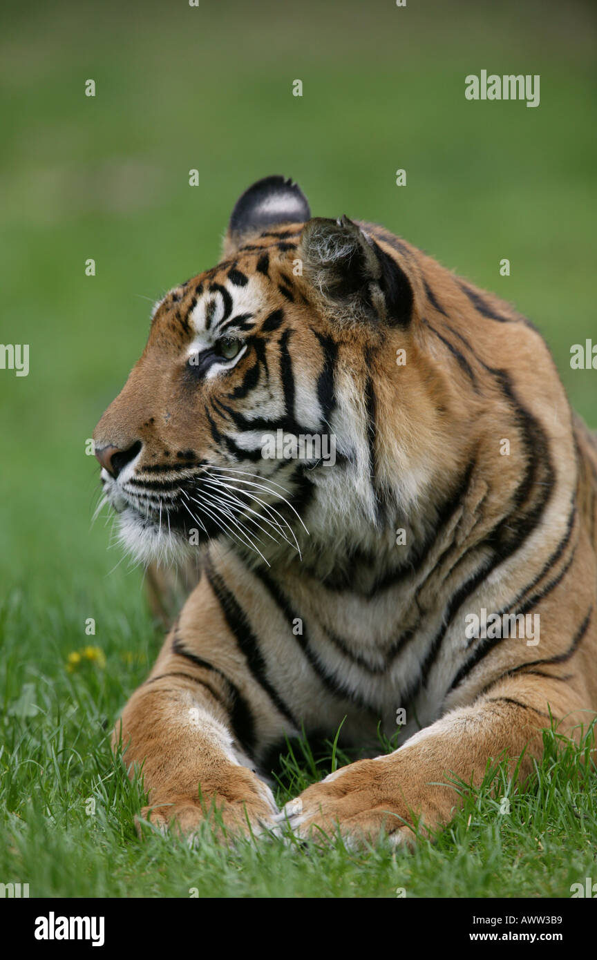Tiger sitting -Panthera tigris Stock Photo - Alamy