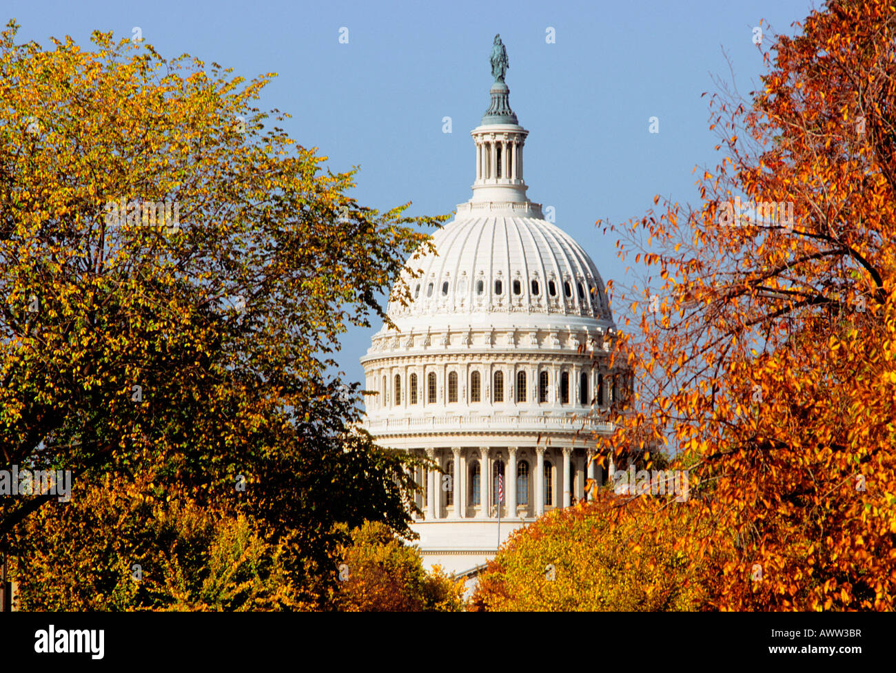Us capitol building dome autumn leaves rotunda fall foliage hi-res ...