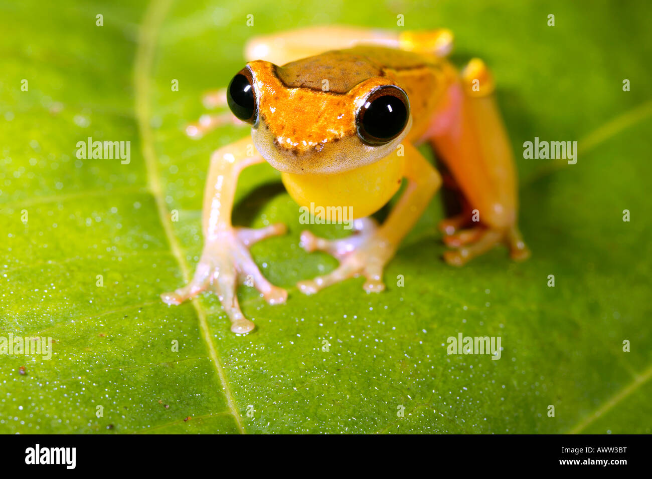 Dendropsophus bifurcus hi-res stock photography and images - Alamy