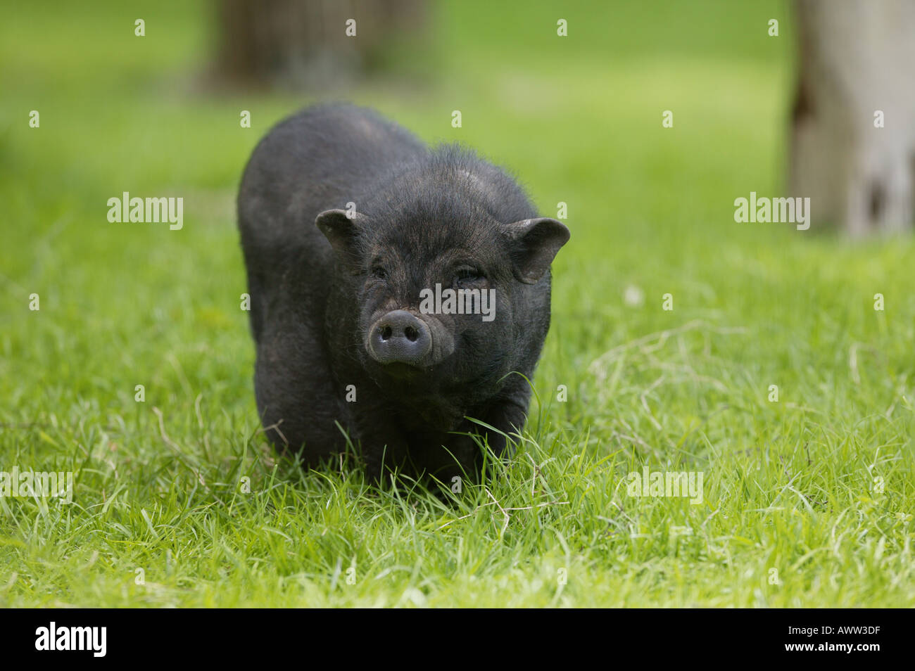 Vietnamese Pot bellied Pig - Sus scrofa Stock Photo - Alamy