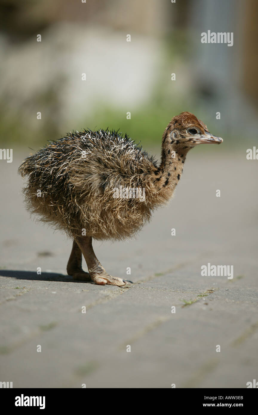 Ostrich baby hi-res stock photography and images - Alamy