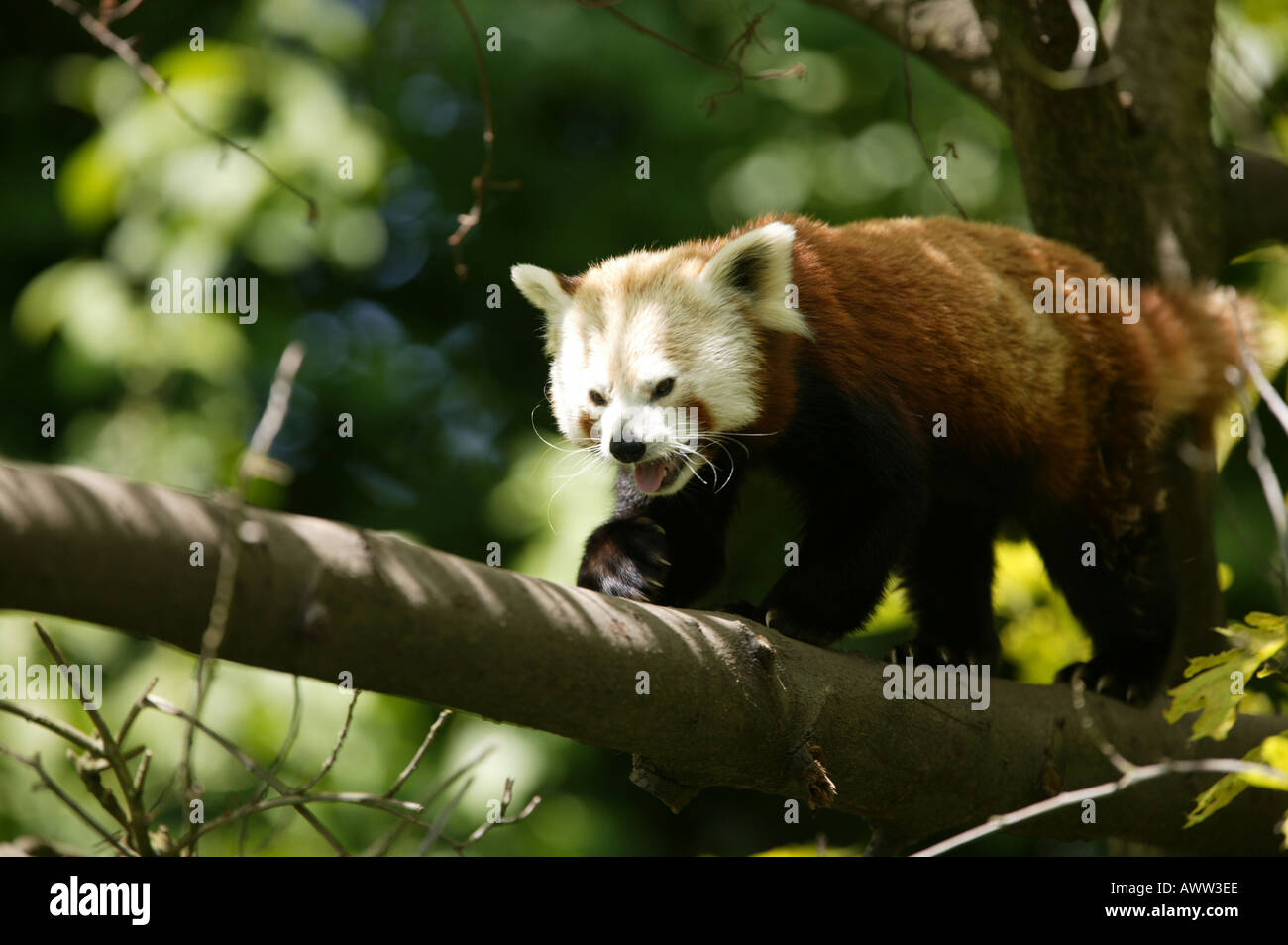 Red panda climbing Stock Photo - Alamy
