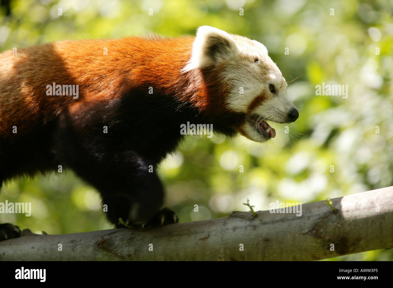 Red panda climbing Stock Photo - Alamy