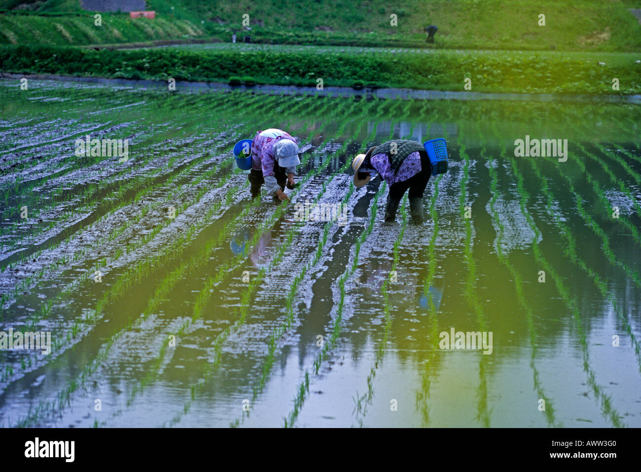 Rice planting farmers in Nagano Japan Asia Stock Photo - Alamy