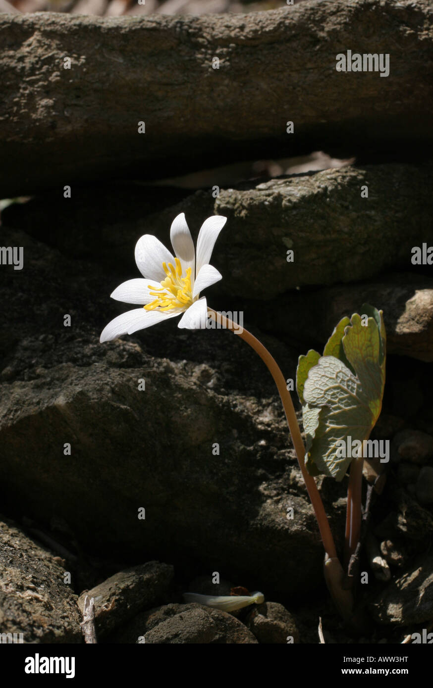bloodroot spring flower Stock Photo - Alamy