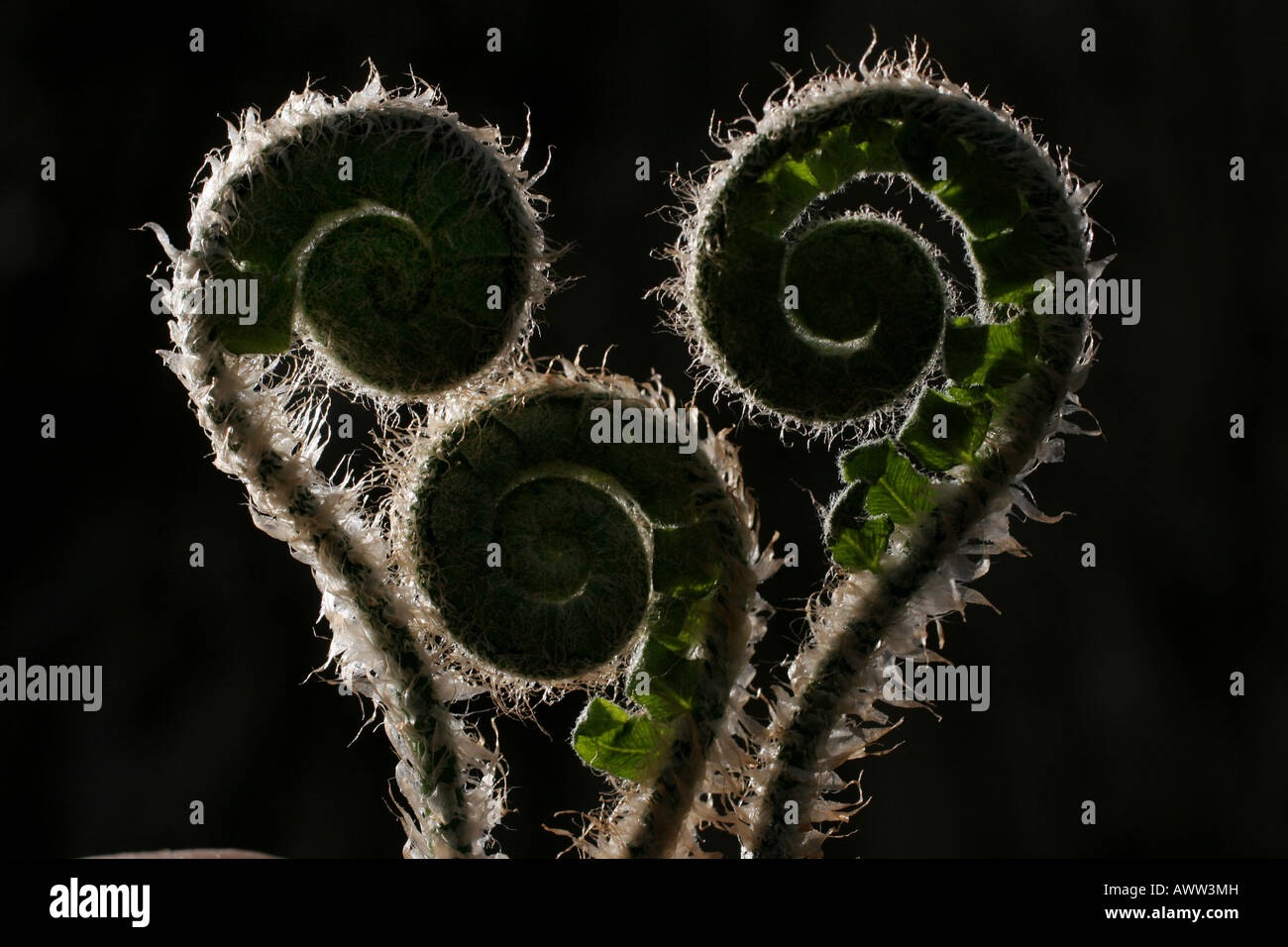 fiddlehead christmas fern Stock Photo - Alamy