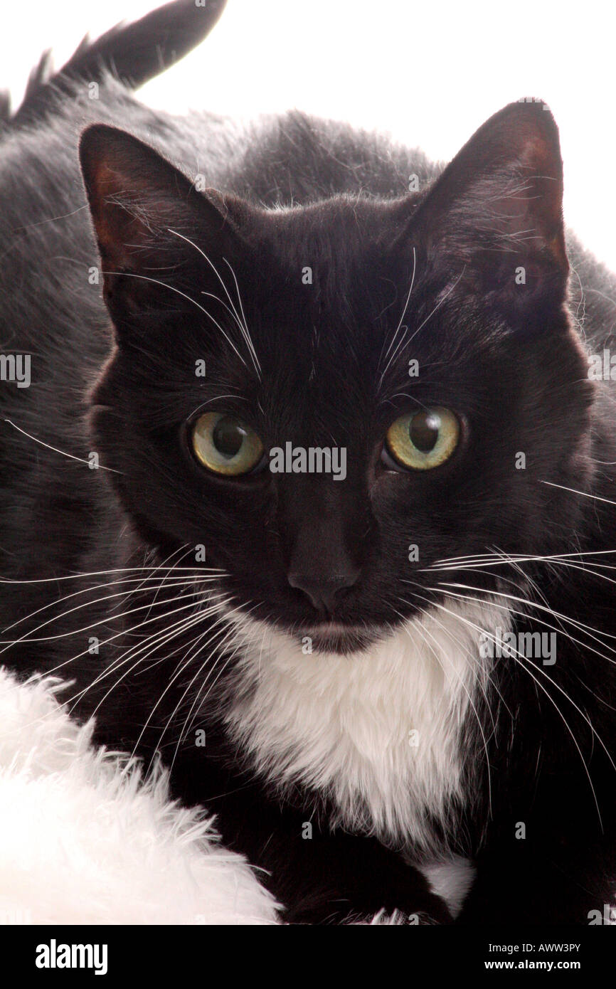 A black and white cat Stock Photo - Alamy