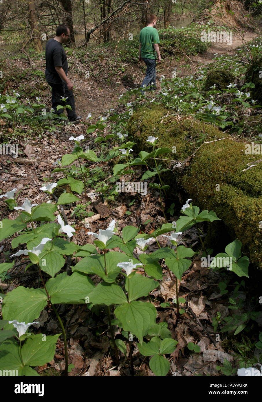 large flowered trillium hiker spring flower ohio Stock Photo - Alamy