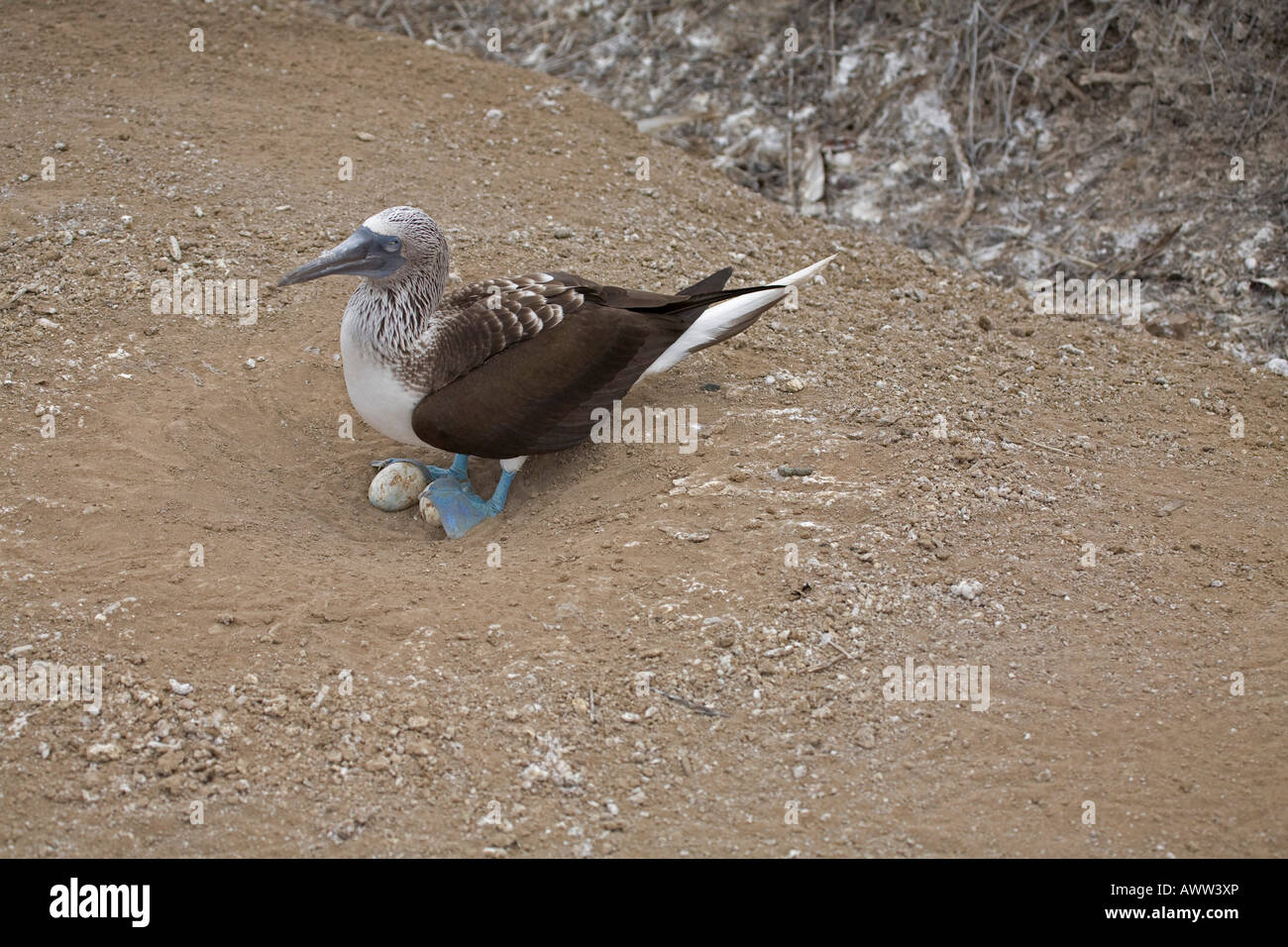 Female Blue footed Booby bird Sula nebouxii Ecuador South America on ...