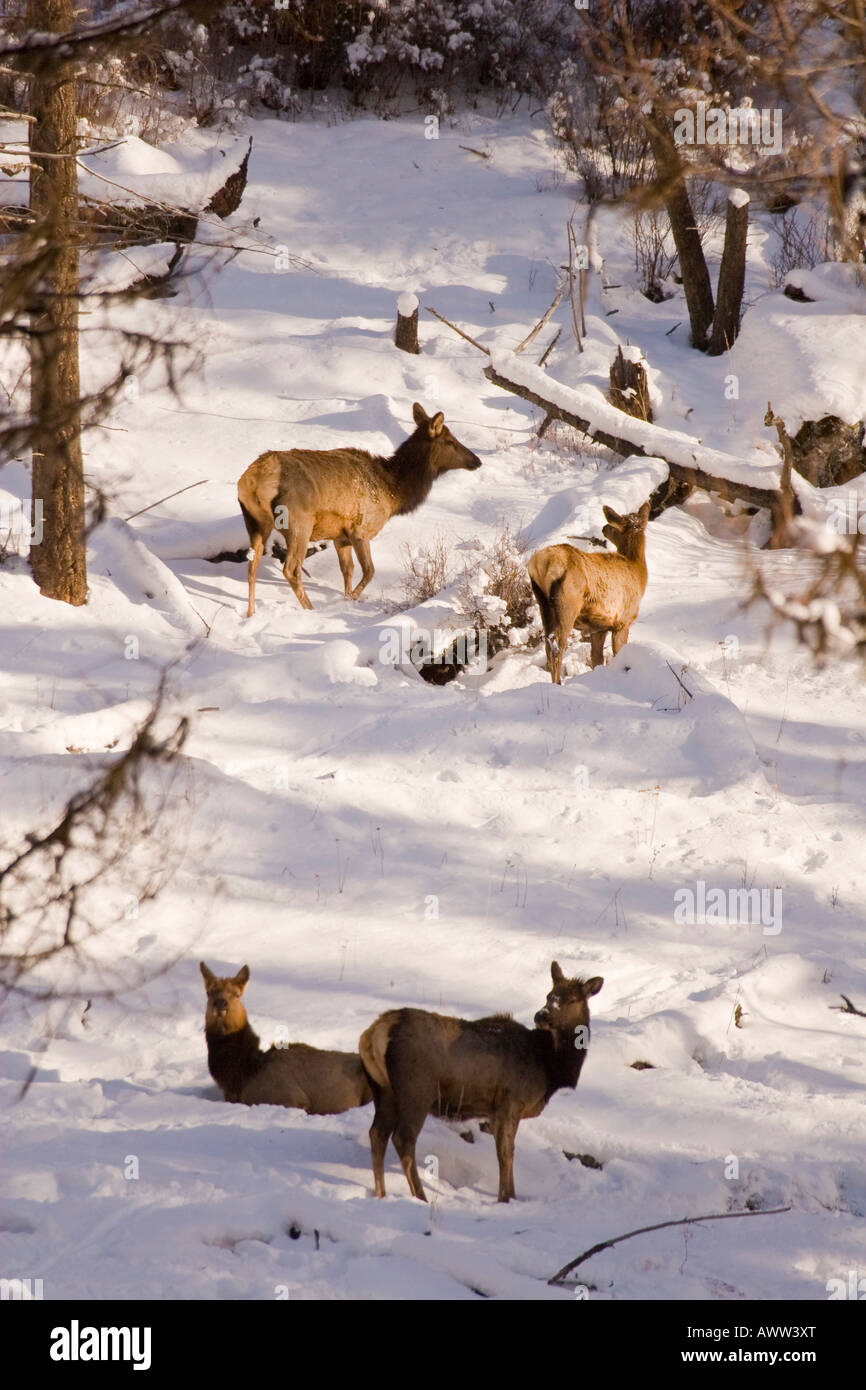 Elk herd in fresh snow on Battle Mountain Blue mountain range Oregon ...
