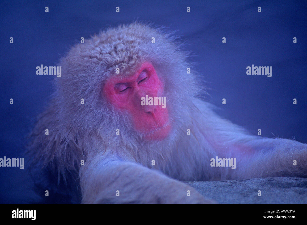 The Monkey in spa of Jigokudani Onsen in Nagano Japan Asia Stock Photo ...