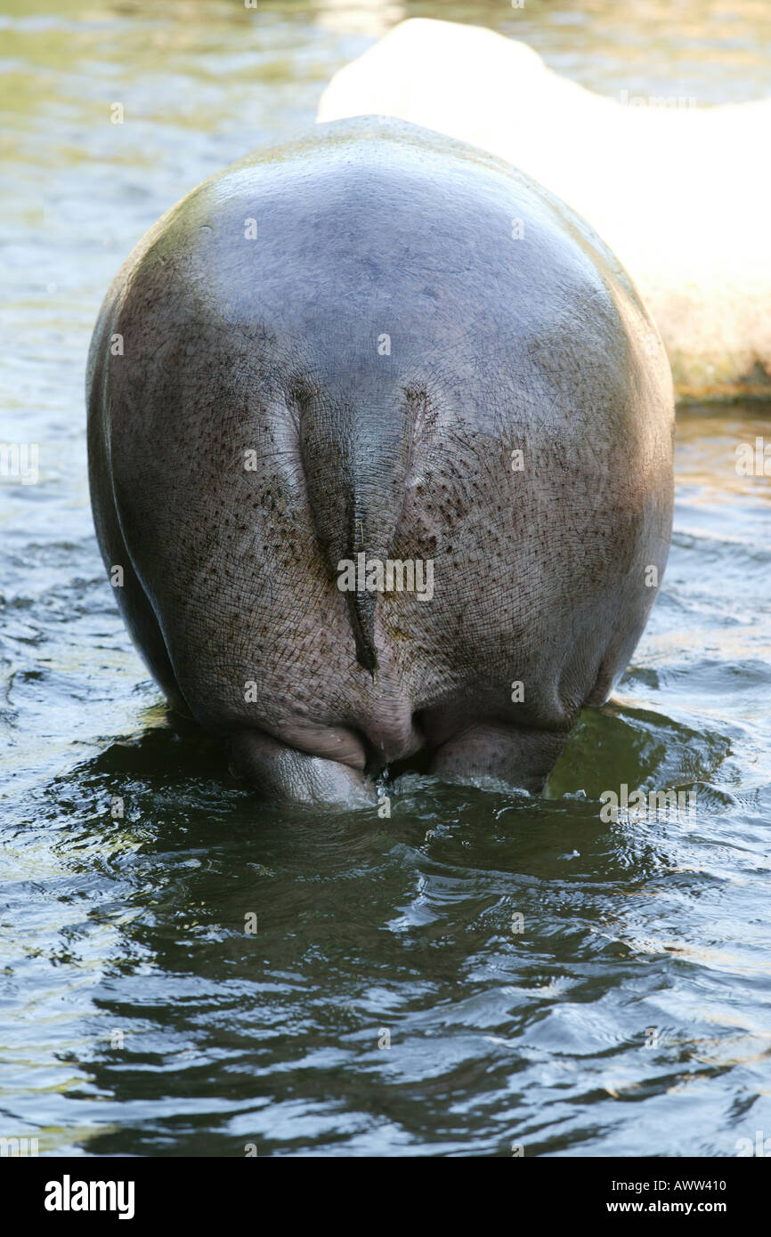 Hippo backside view Stock Photo - Alamy