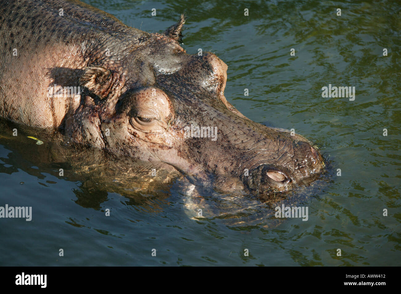 Hippo head closeup - Hippopotamus amphibius Stock Photo - Alamy