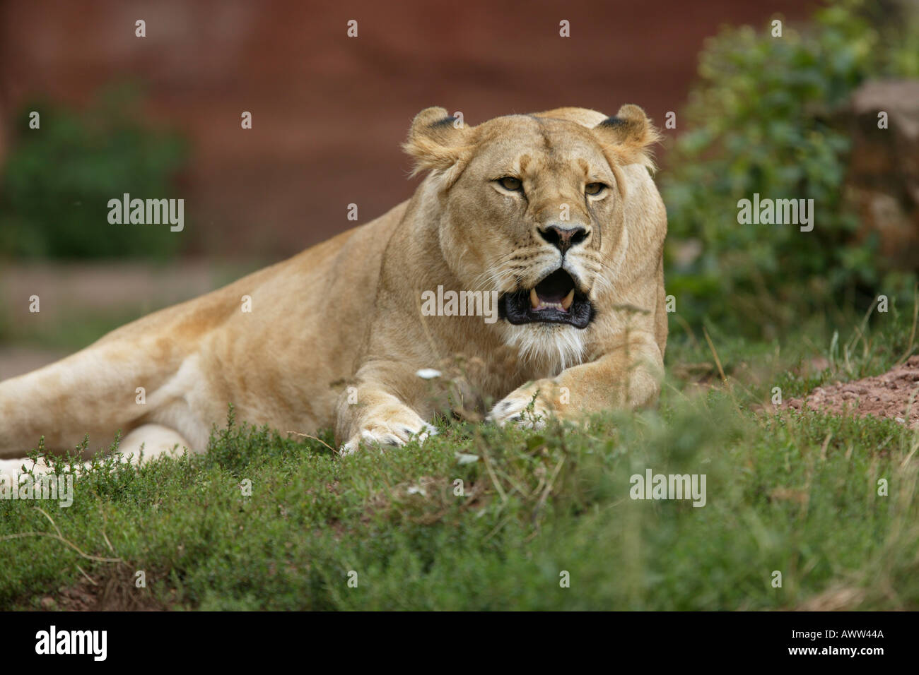 Lioness sitting and roaring Stock Photo - Alamy