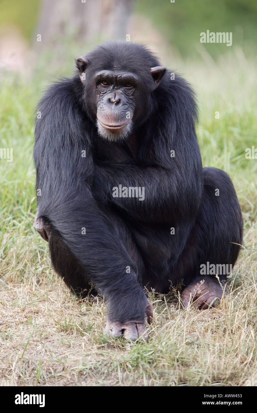 Chimp at zoo hi-res stock photography and images - Alamy