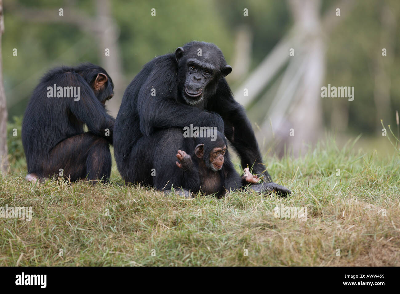 Female chimpanzee and group hi-res stock photography and images - Alamy