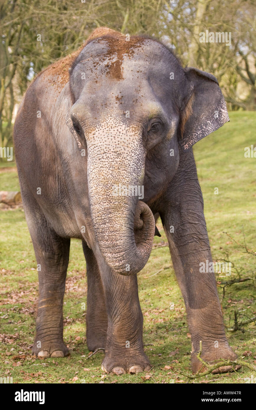 Asian elephant,Bedfordshire,England,United Kingdom Stock Photo - Alamy