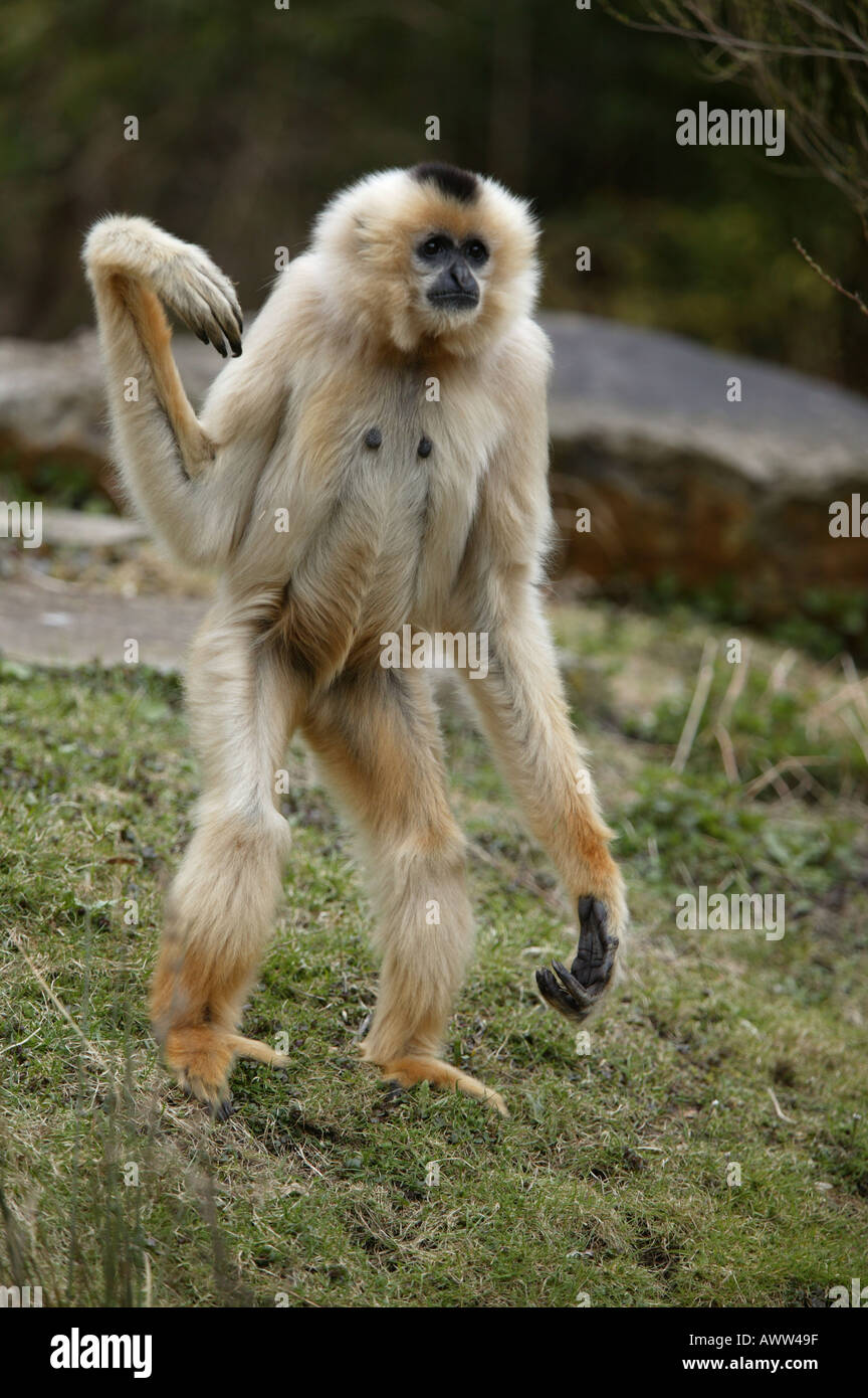 female gibbon standing - Hylobates concolor Stock Photo: 3101854 - Alamy