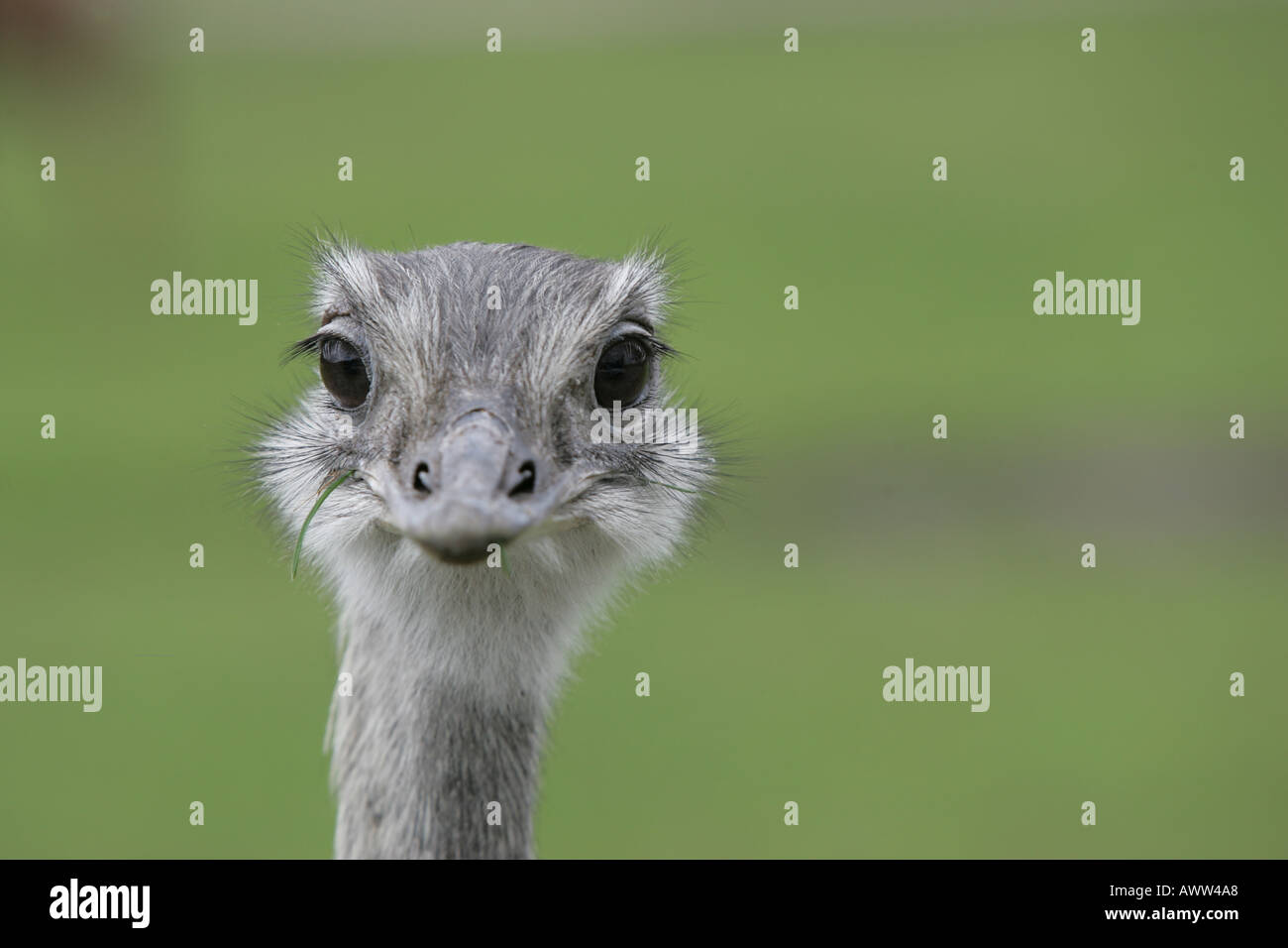 head of American Rhea or Common Rhea - Rhea americana Stock Photo - Alamy