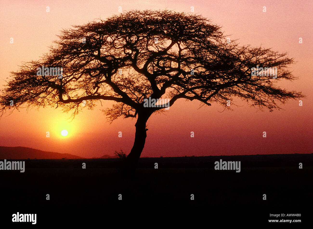 African acacia tree sunset serengeti hi-res stock photography and ...