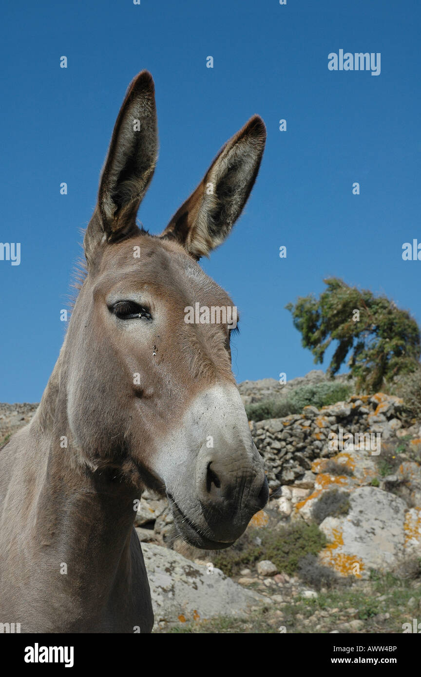 Donkey tour hi-res stock photography and images - Alamy
