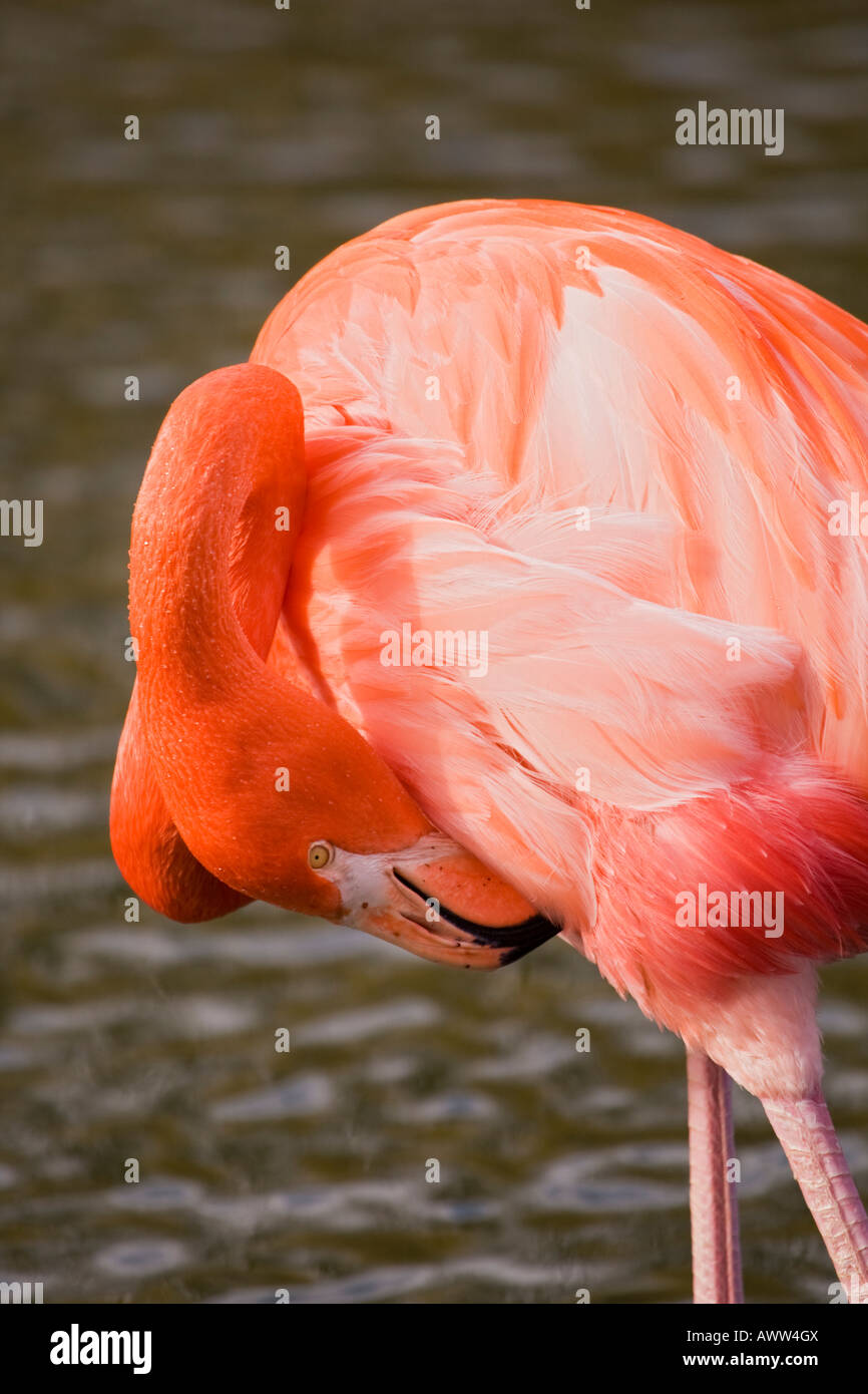 Flamingo preening,Bedfordshire,England,United Kingdom Stock Photo - Alamy