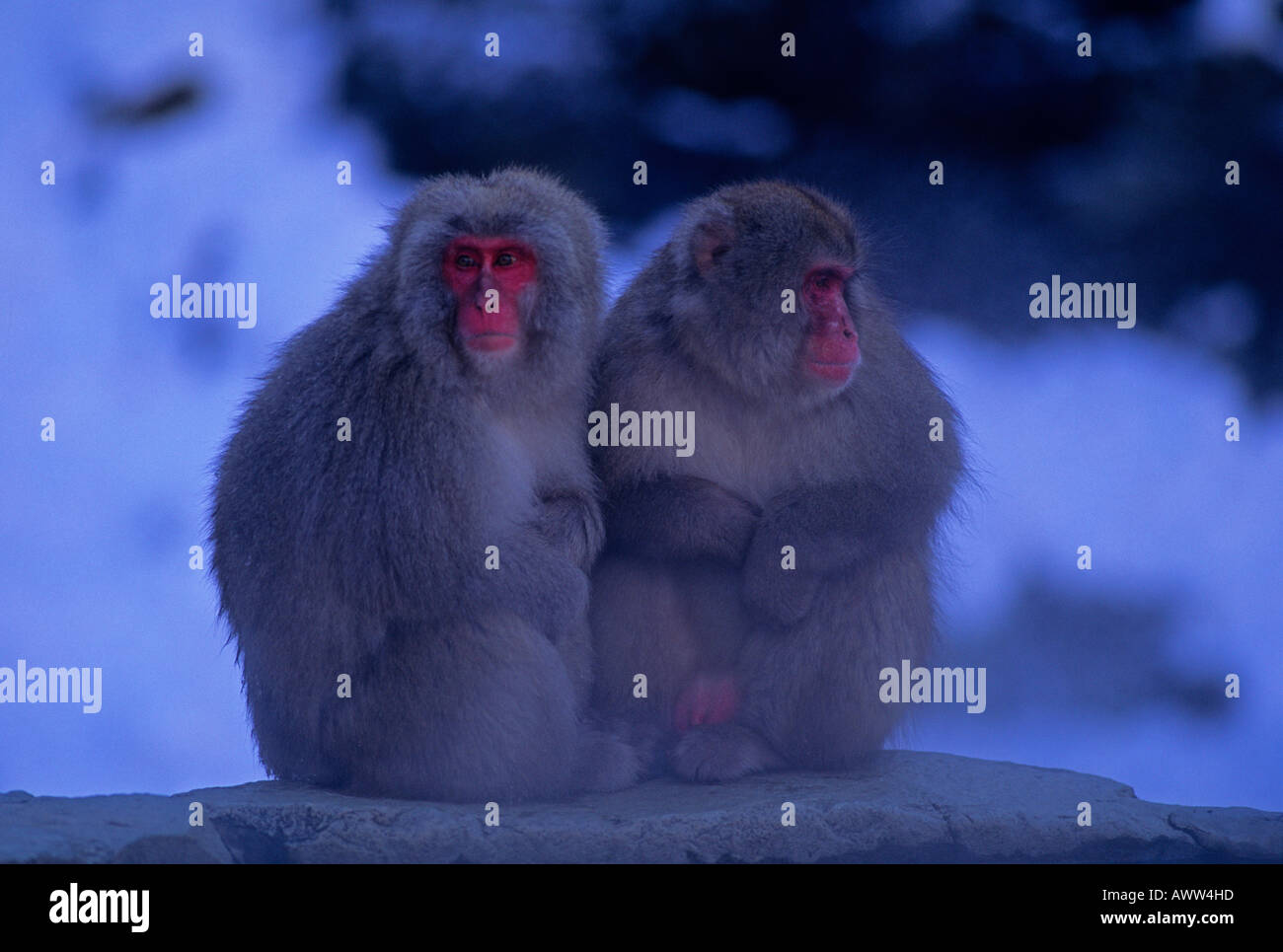 Macaques onsen hi-res stock photography and images - Alamy