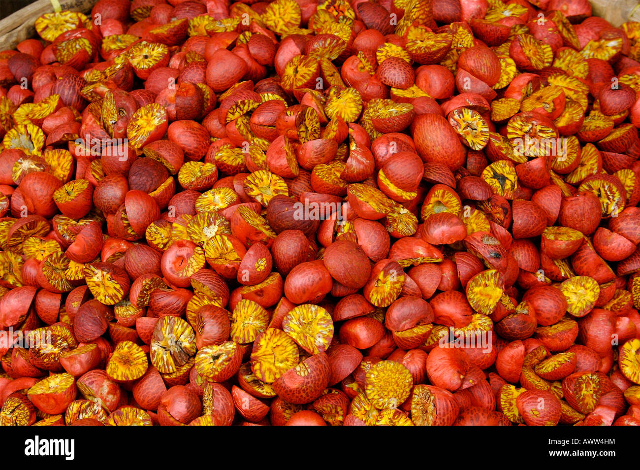 Bettlenut hi-res stock photography and images - Alamy