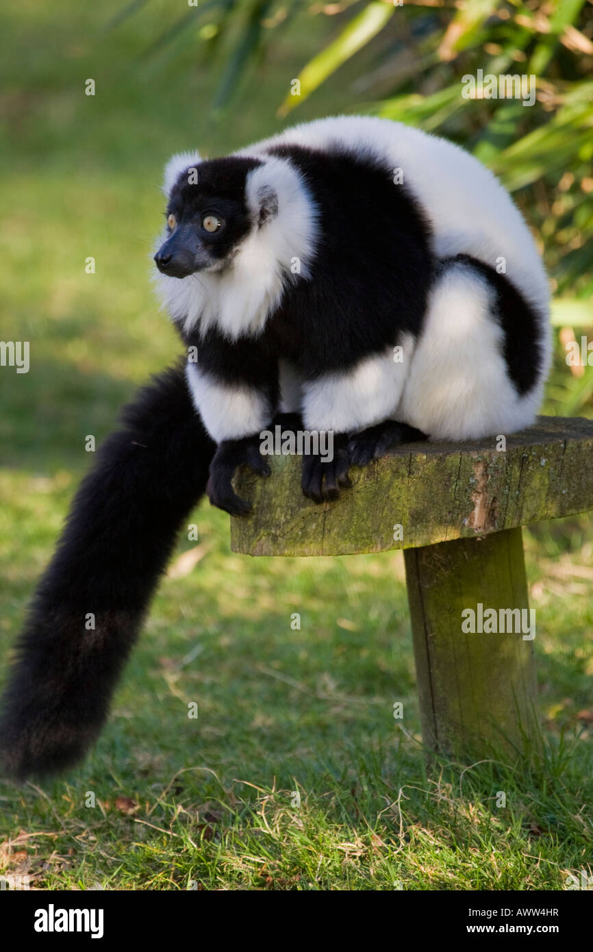 Lemur monkey sitting,Bedfordshire,UK Stock Photo - Alamy