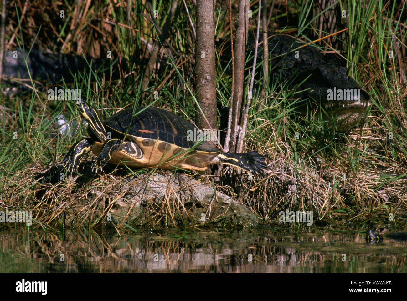 Turtle food chain hi-res stock photography and images - Alamy